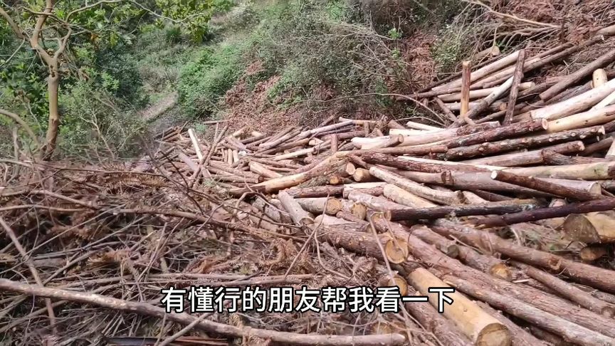 1000多根杉木,880一方价格,有老板出价3万块,大家觉得能卖吗?