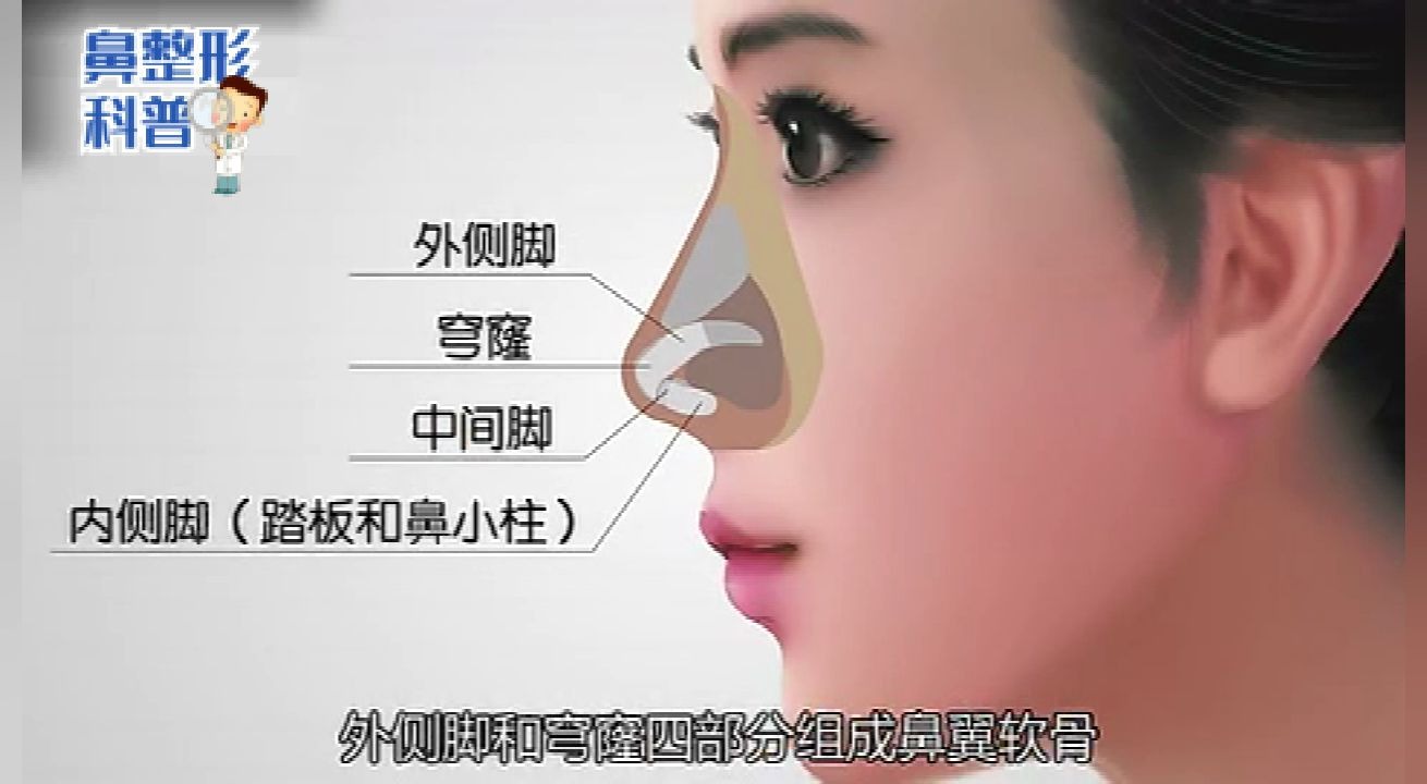关于鼻子的解剖