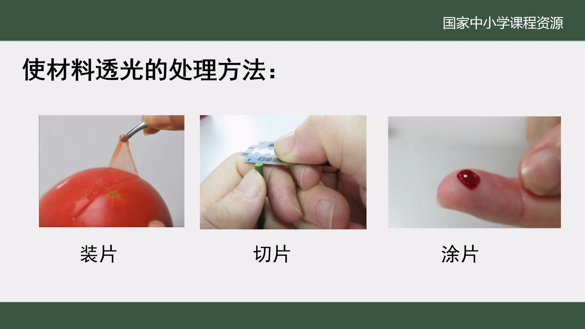 2.3.1 植物细胞的结构与功能