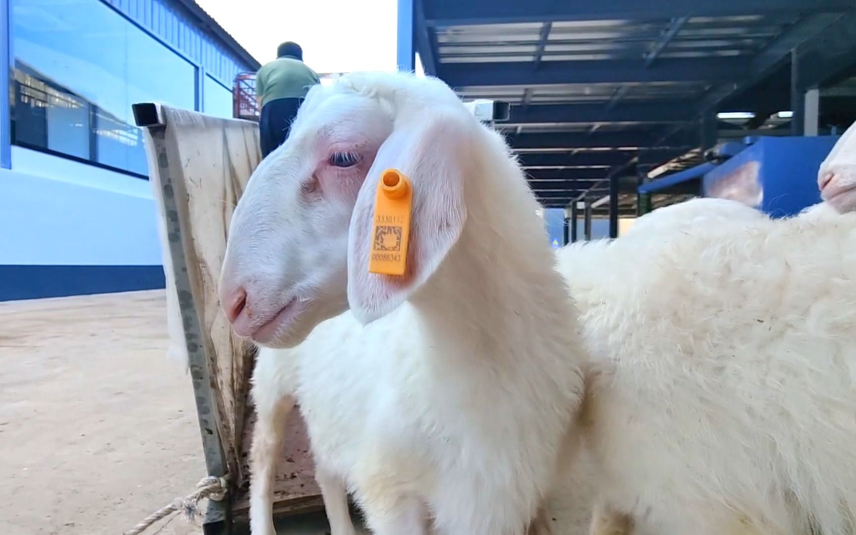 ...浙江莲心农业科技发展有限公司【小羊住进“小洋楼” 数字化赋能湖...