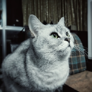洞庭湖老麻雀 
