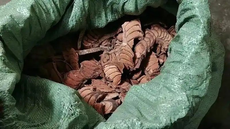 前段时间没下雨的时候找的野生鸡血藤,现在已经晒干了