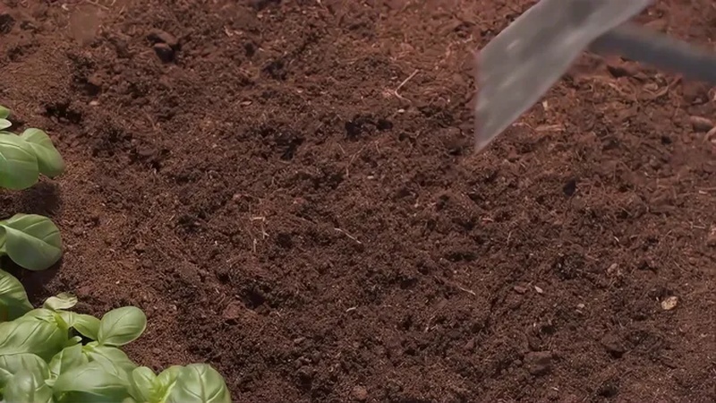 酸性土壤适合种植的植物及如何辨别土壤酸性