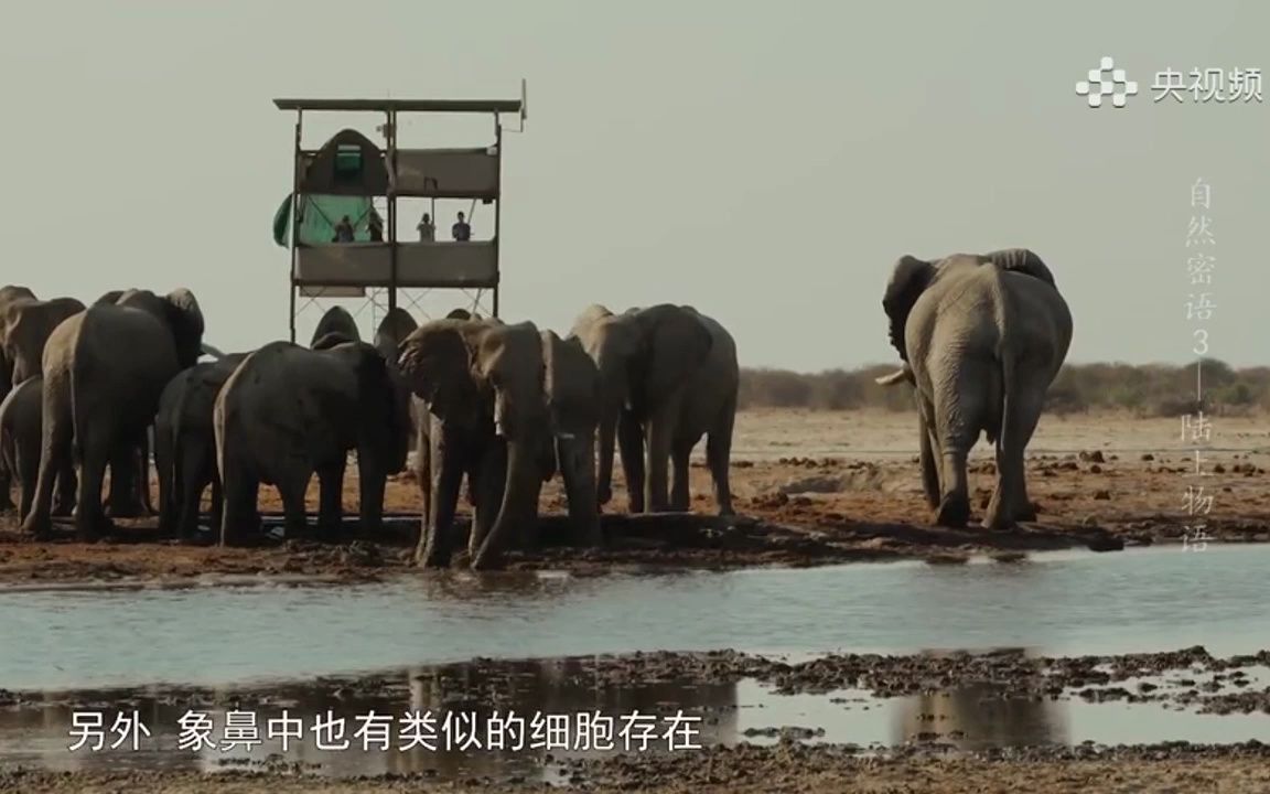 非洲草原象听远处声音靠的不是耳朵