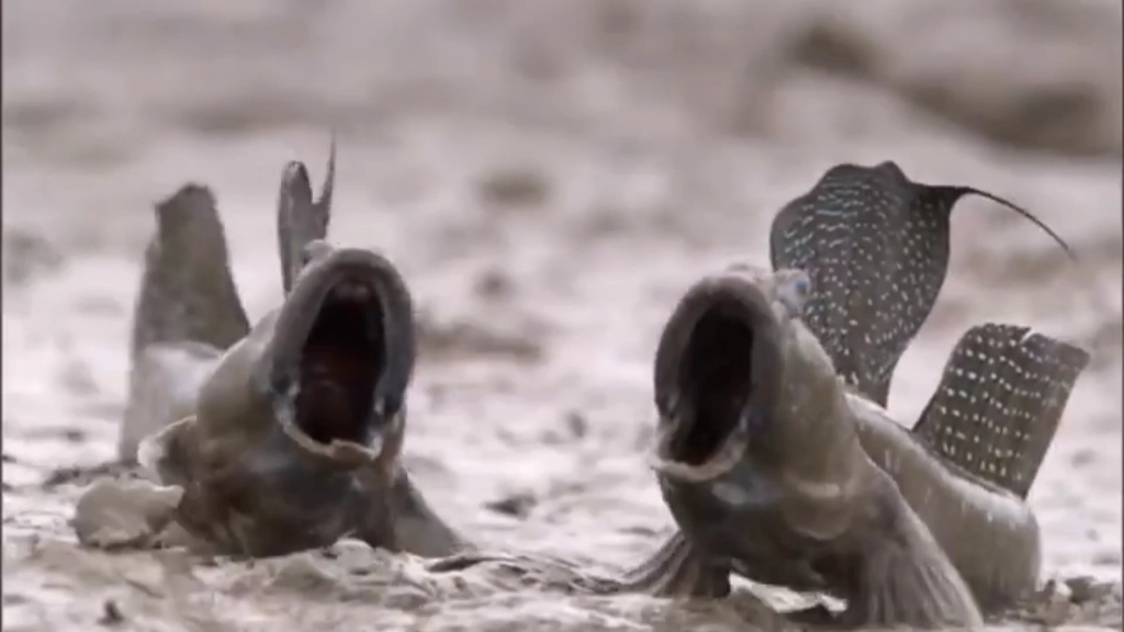 花了3亿年进化成功的鱼,你可能没了解过?但我敢肯定你绝对吃过