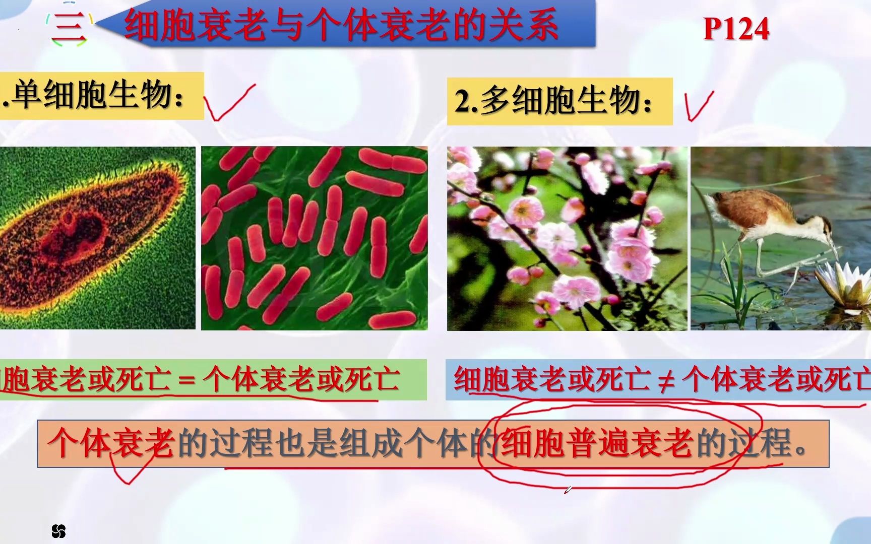 细胞衰老与个体衰老的关系