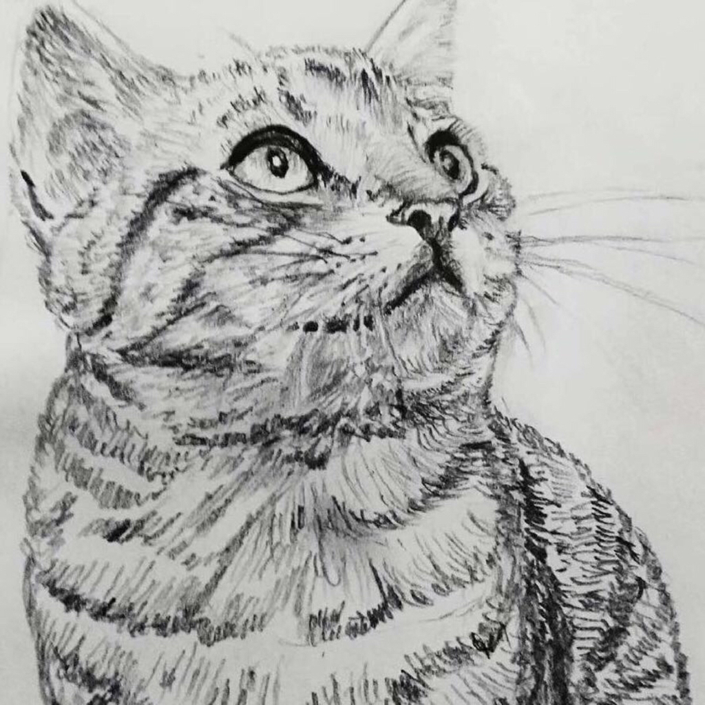 花猫探长 