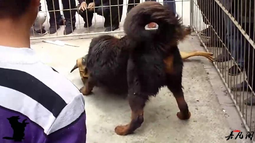 实拍斗狗:藏獒残忍差点把比特犬咬死,众人围观却无人敢相救。