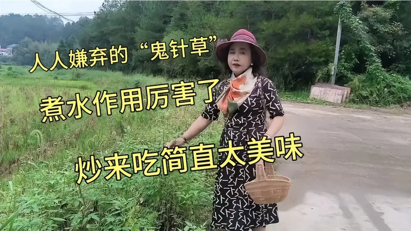 人人嫌弃的"鬼针草"没想到煮水作用厉害了,炒来吃简直太美味