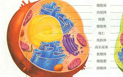 [滴胶] 动物细胞模型 亚显微结构
