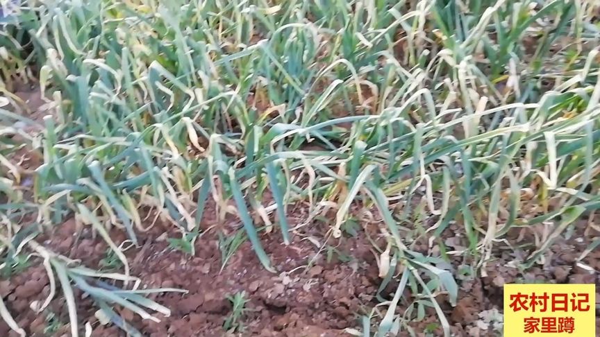 农村日记 自家的大蒜该丰收啦 农村人从来不怕蒜你狠
