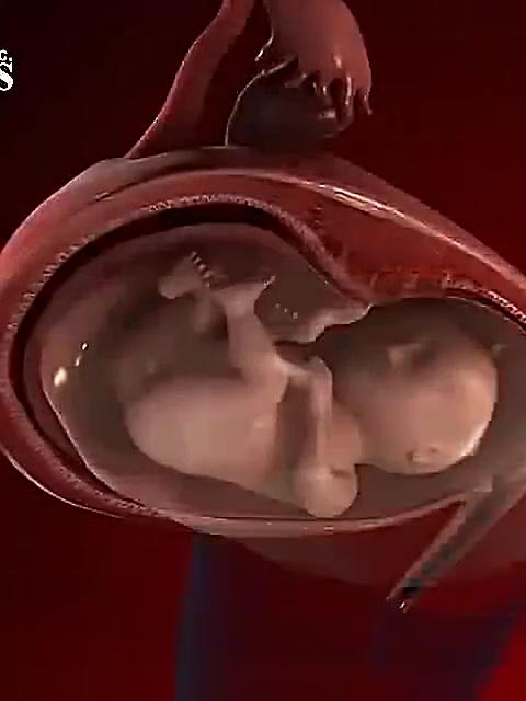 从怀孕到出生的全过程!