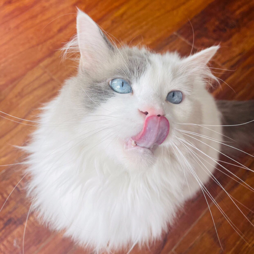 吃榴莲的猫咪 