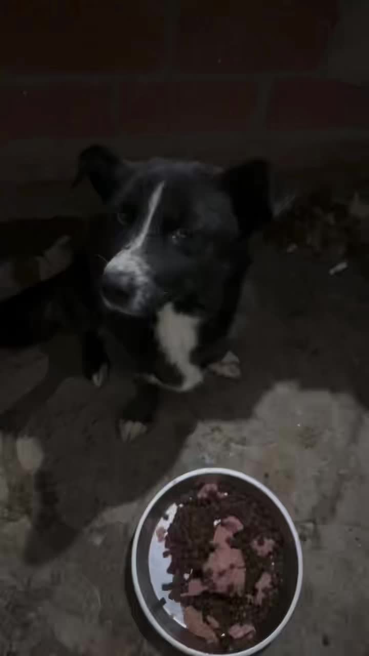 犬瘟狗狗其中一只在后期巩固治疗期间,有病情反扑现象,看样子还需要...