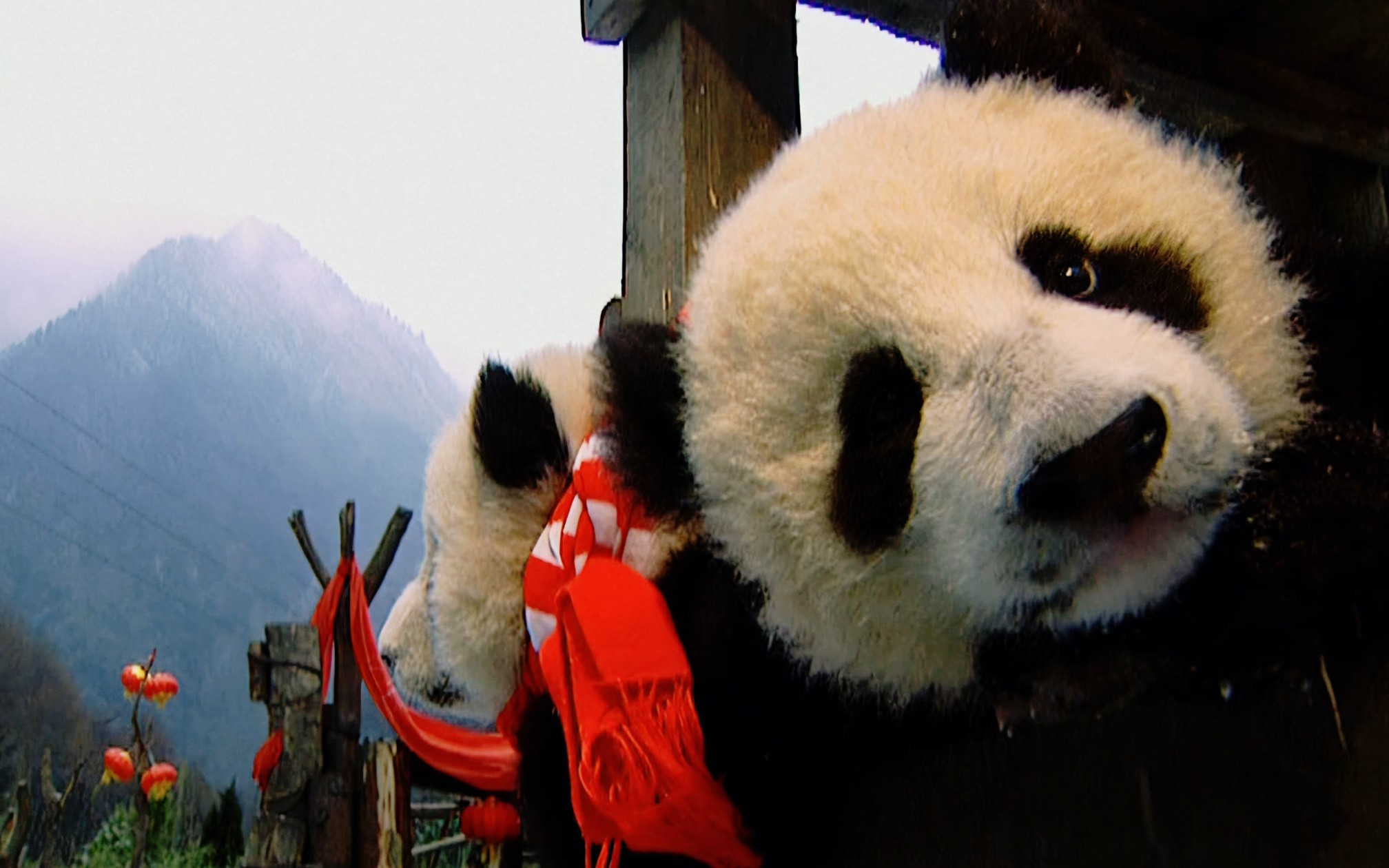 大熊猫拜年 2006年春晚