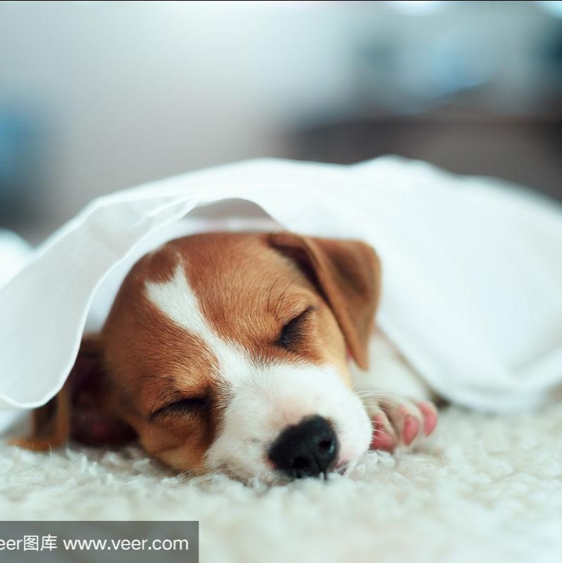 爱分享的双层吉士 