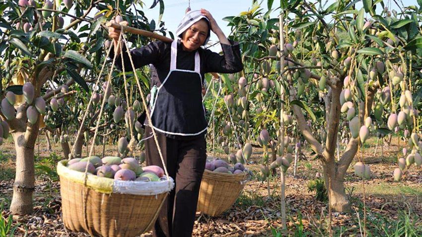 芒果树为何被喻为树中硬骨头?还有一个民间传说