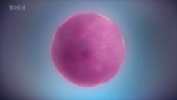 细胞内竟有最先进最严密的工厂?蛋白质合成过程|基础生物学视频动画...