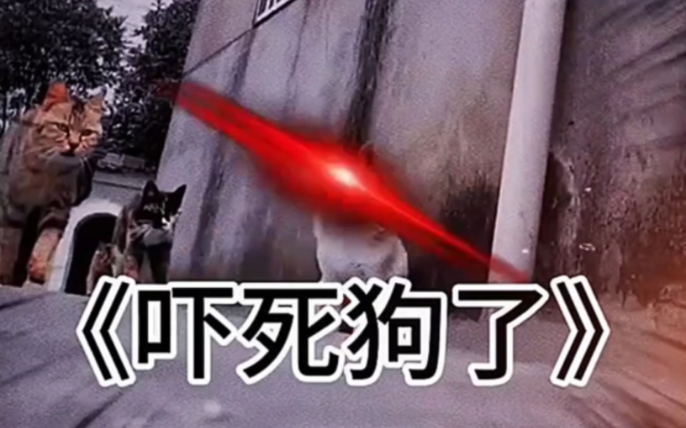 盘点那些满级人类搞笑视频合集