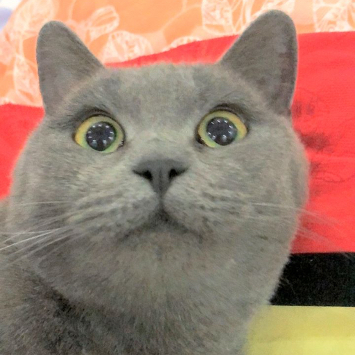 十一是只蓝妹妹 