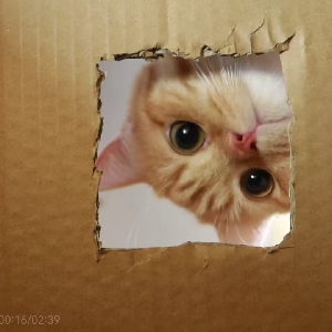 猫会笑Dia 