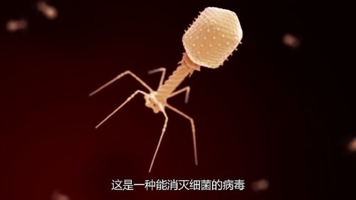 噬菌体造型科幻,就像机器人,是细菌的克星