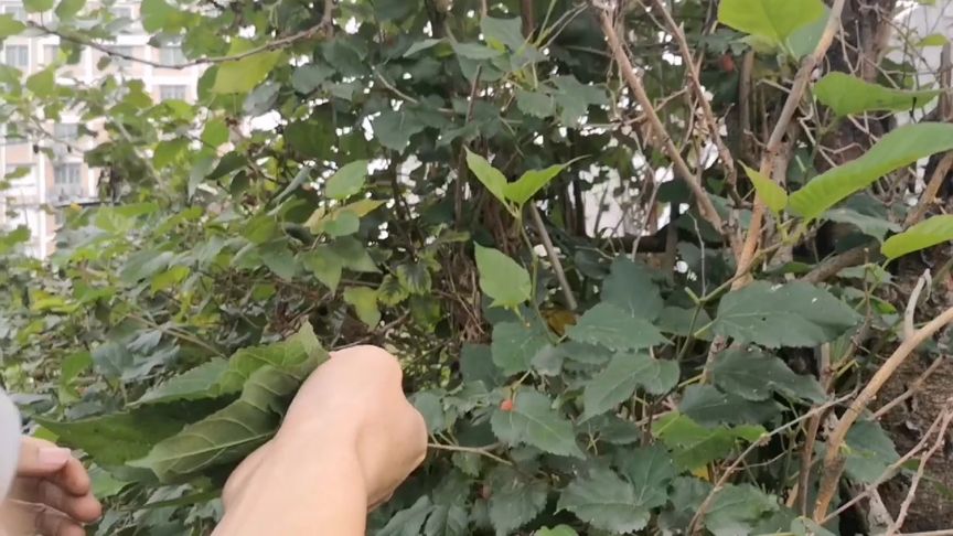 蚕的食物吃完了去桑叶还吃其他叶子吗,吃其它叶子会不会生病
