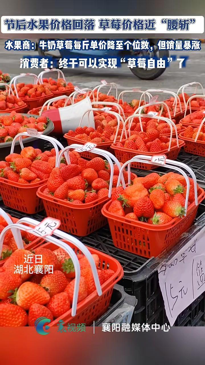 开春破价!节后草莓价格迎来大幅降价,单价几近"腰斩",但销量翻番。消费者实现"草莓自由"。(记者:姚霖婕;审核:汪海峰)