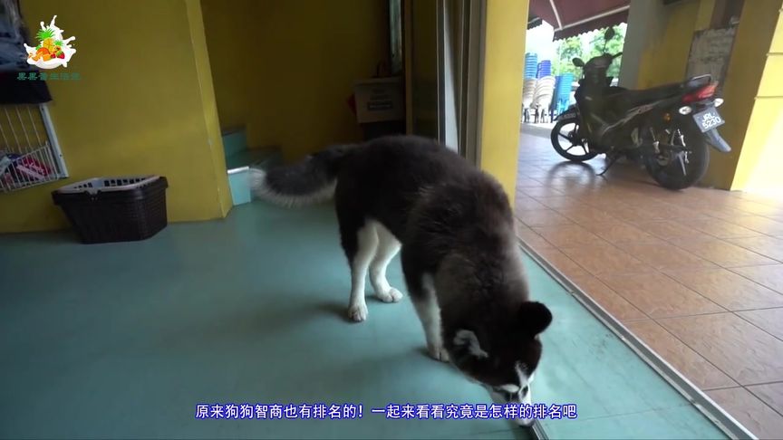宠物狗智商也分高低,这3种家宠神犬你家可有?