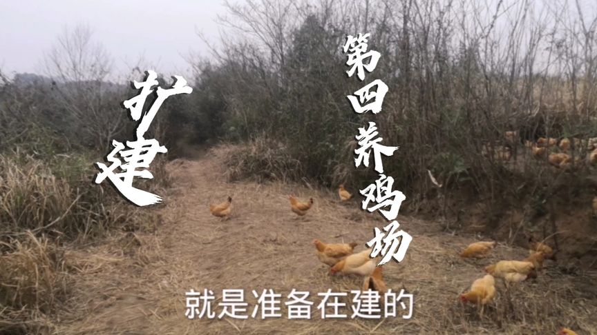 小伙回农村创业散养土鸡,计划明年扩大规模,建设更多养殖场
