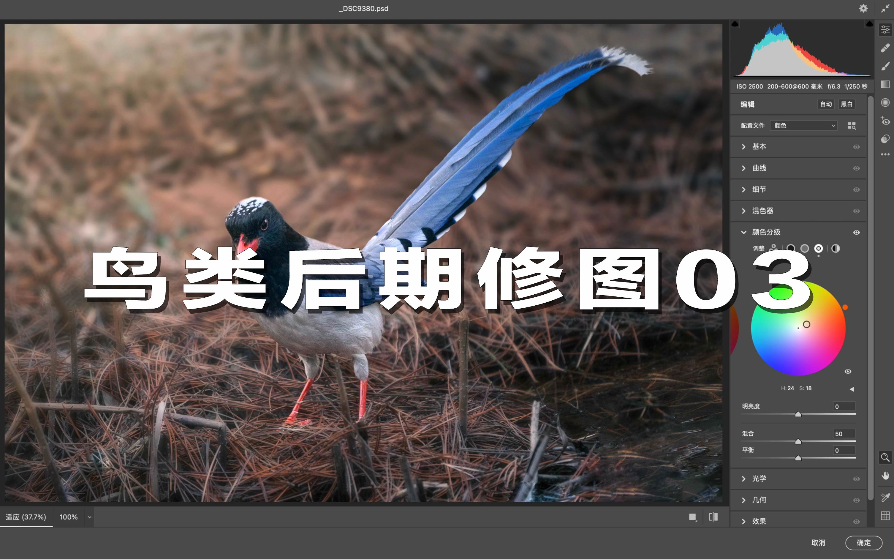 【侯玉森】老师详细讲解鸟类摄影后期修图 03(精致抠图&背景虚化)...