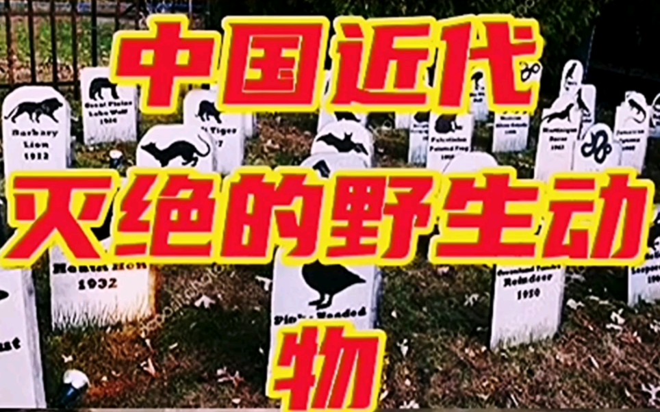 中国近期灭绝的野生动物!