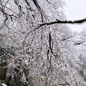 第比利斯你大爷 