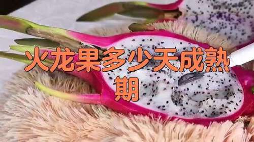 火龙果成熟期大揭秘!从开花到结果只需这么多天