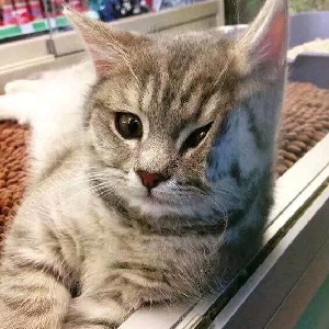 大猫在养老 