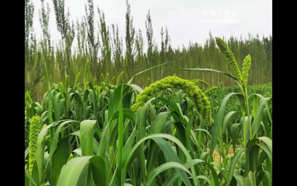 新疆喀什疏勒县种植谷子