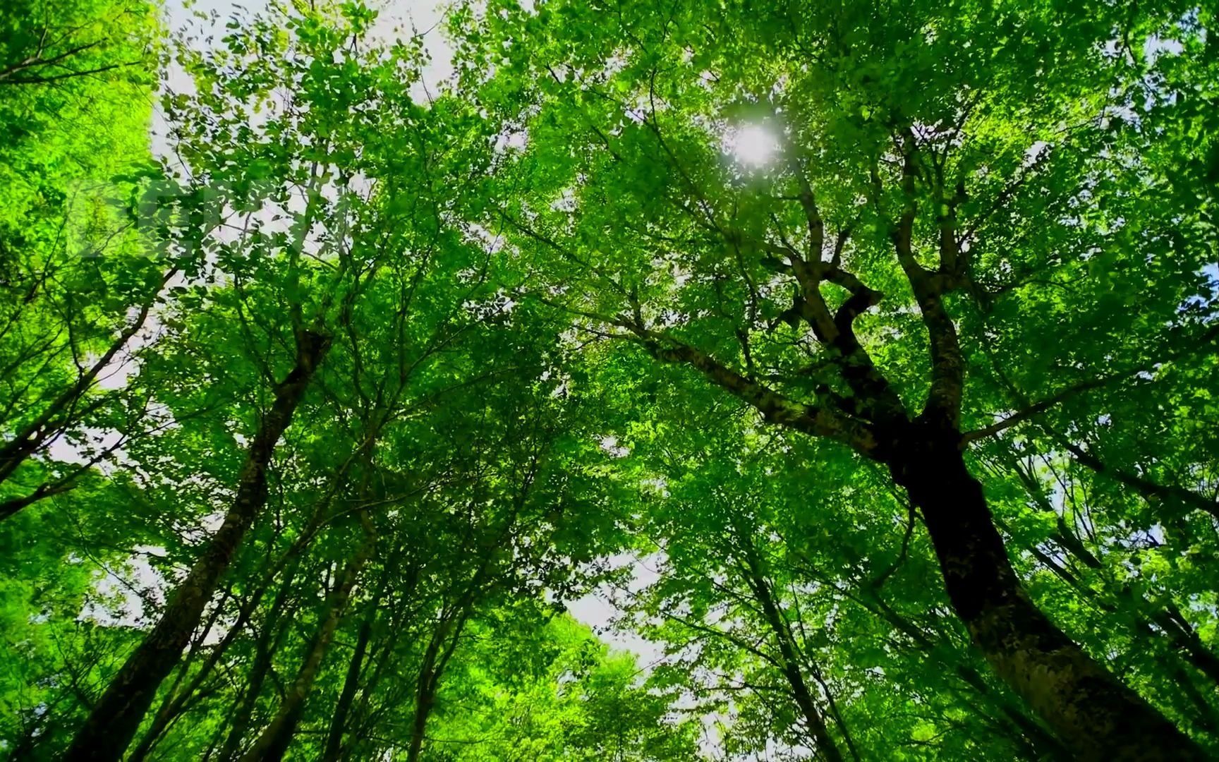 ...小清新湖水森林绿树绿叶阳光壮美大自然实拍视频 led视频 动态视频