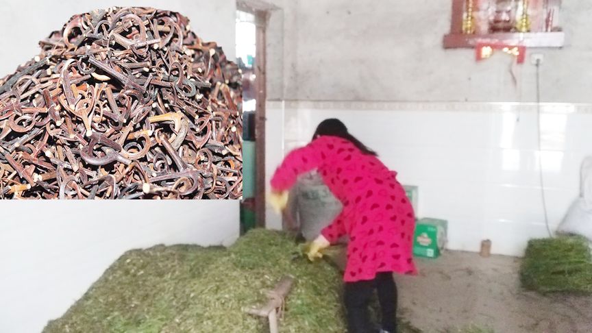 名贵中药材中华钩藤的采收以及加工方法,如有不对,请朋友们指导