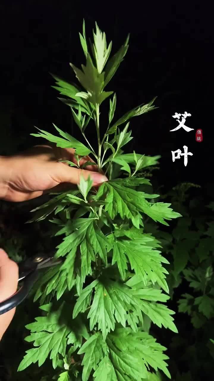 艾草:有着百草之王的美誉,艾草枕头更是传承了千百年!