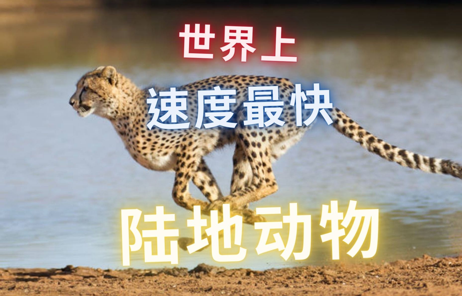 草原上的速度之王,大自然的超级跑车 世界陸地上跑得速度最快的動物-...