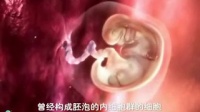 胎儿发育过程:1～9周