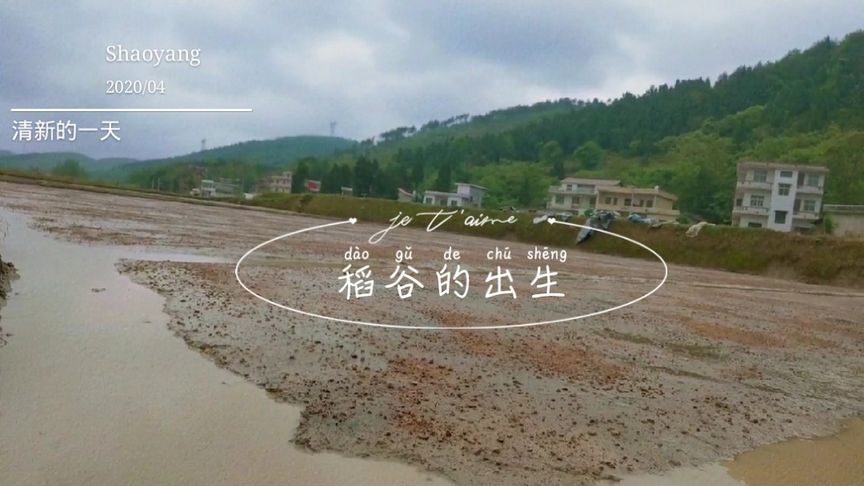 稻谷的一生,想不想亲眼目睹稻谷的出生呢满足你[播种篇]