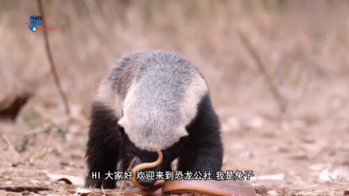 最记仇的四种动物,平头哥只排第四名