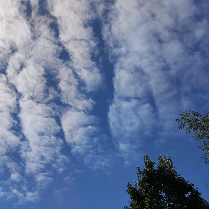 我家门前桂花树 