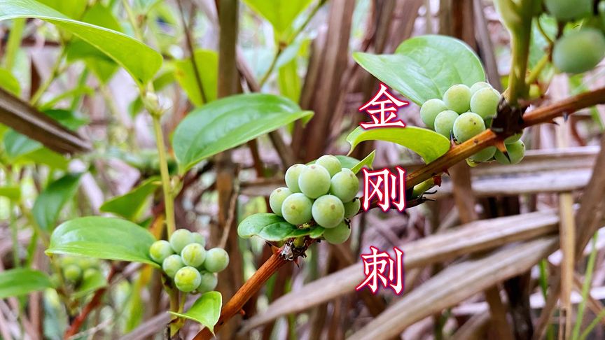 同学托我寻找“金刚藤”,听说用它煮水帮助大,看看还有哪些用途