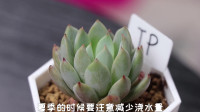 可爱的多肉TP,你们知道要如何养殖吗,记住这几点