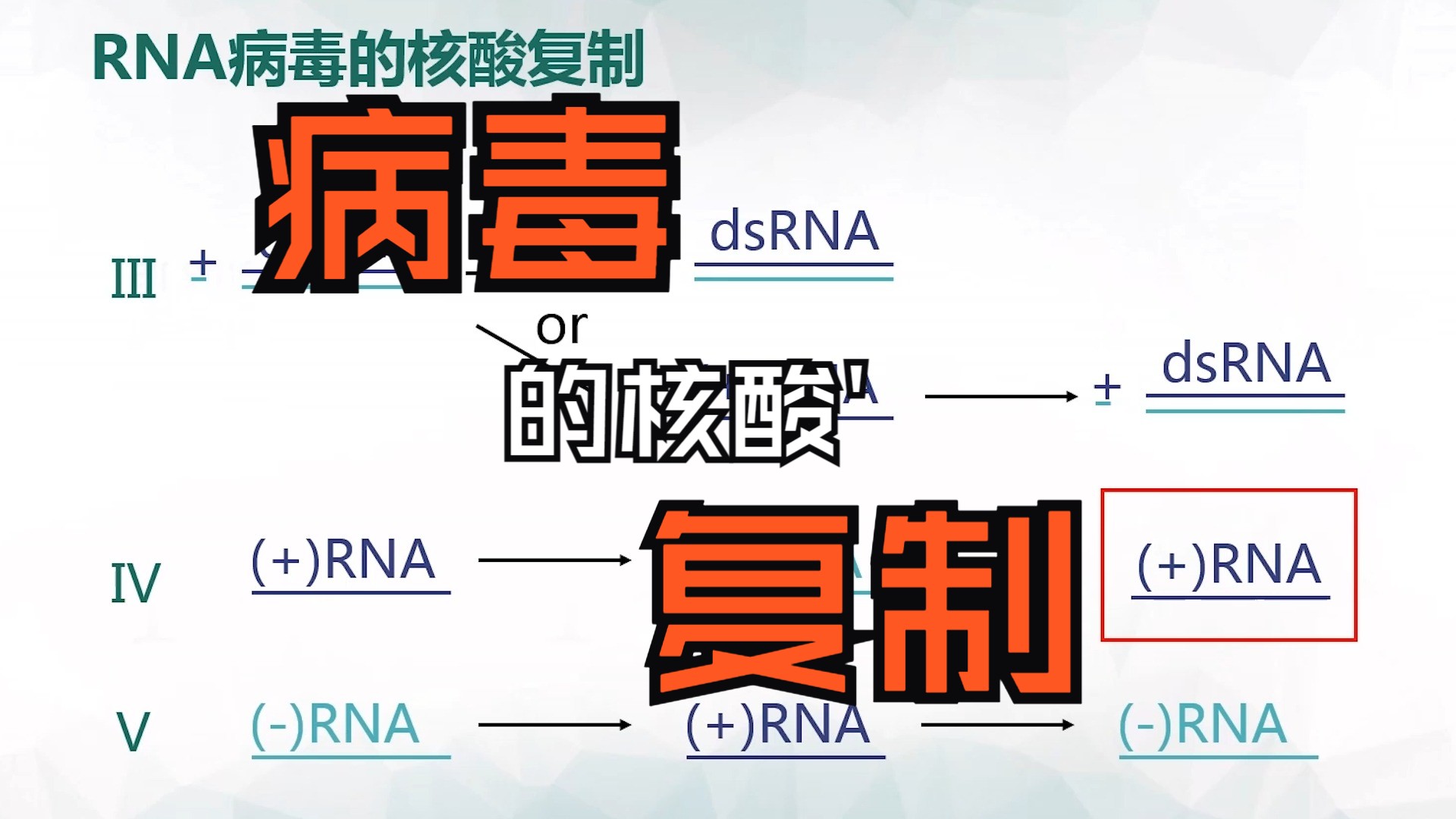 病毒的核酸?哪些复制方式?