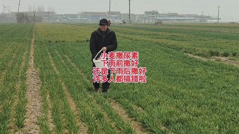 小麦撒尿素,下雨前撒好,还是下雨后好,许多人都搞错啦