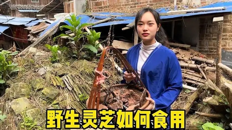 野生灵芝价格大暴跌,灵芝如何食用呢,百分百纯真野生灵芝