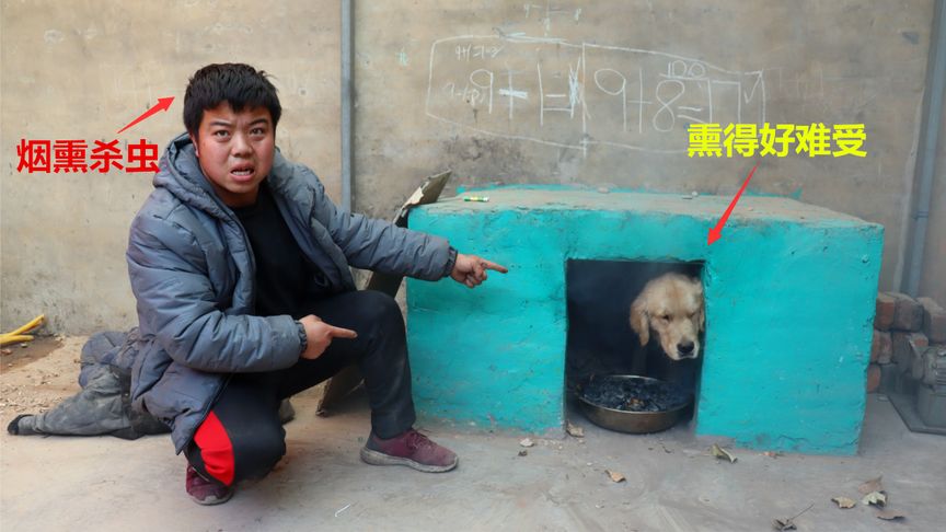 金毛身上痒说狗窝里有虱子,小虎用烟熏的土办法治疗,能有效吗?